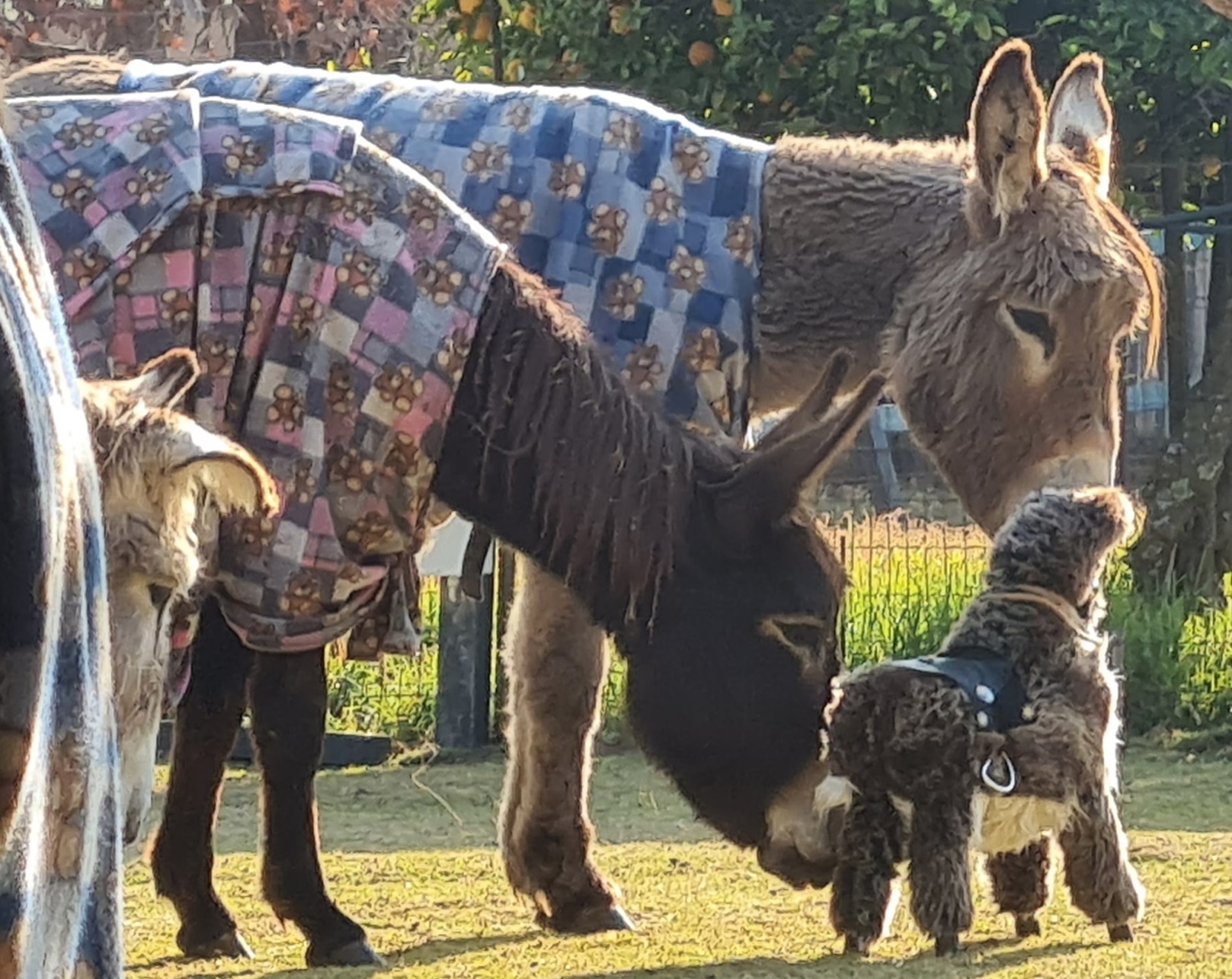 Support animal welfares at combined rescue expo | Network News