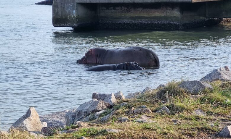 Watch: Winter beach day for hippos in Richards Bay - LNN - South Coast ...