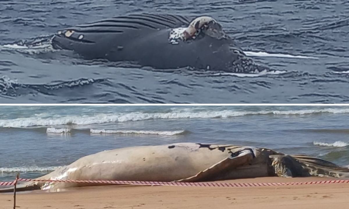 Watch: Whale carcasses cause a stir in Durban - LNN - Network News