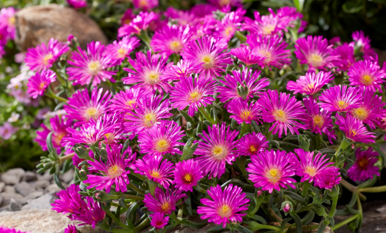 Make a splash with summer flowering groundcovers