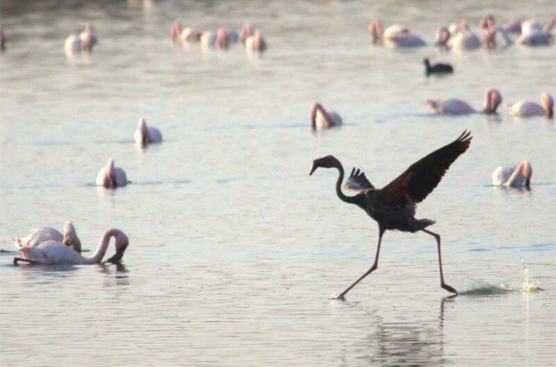 Black flamingo spotted at Gauteng nature reserve - LNN - Zululand Observer