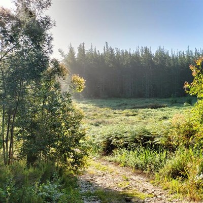 Pepper spray perps strike in George forest - LNN - Network News