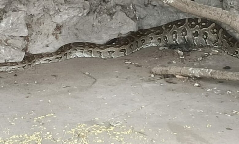 Richards Bay boy (12) captures 1.8m python - LNN - Network News