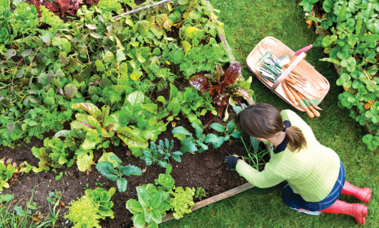 How to create your own vegetable patch