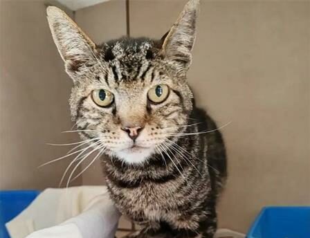 Stray cat’s 10-year journey back home sparks joy - LNN - Network News