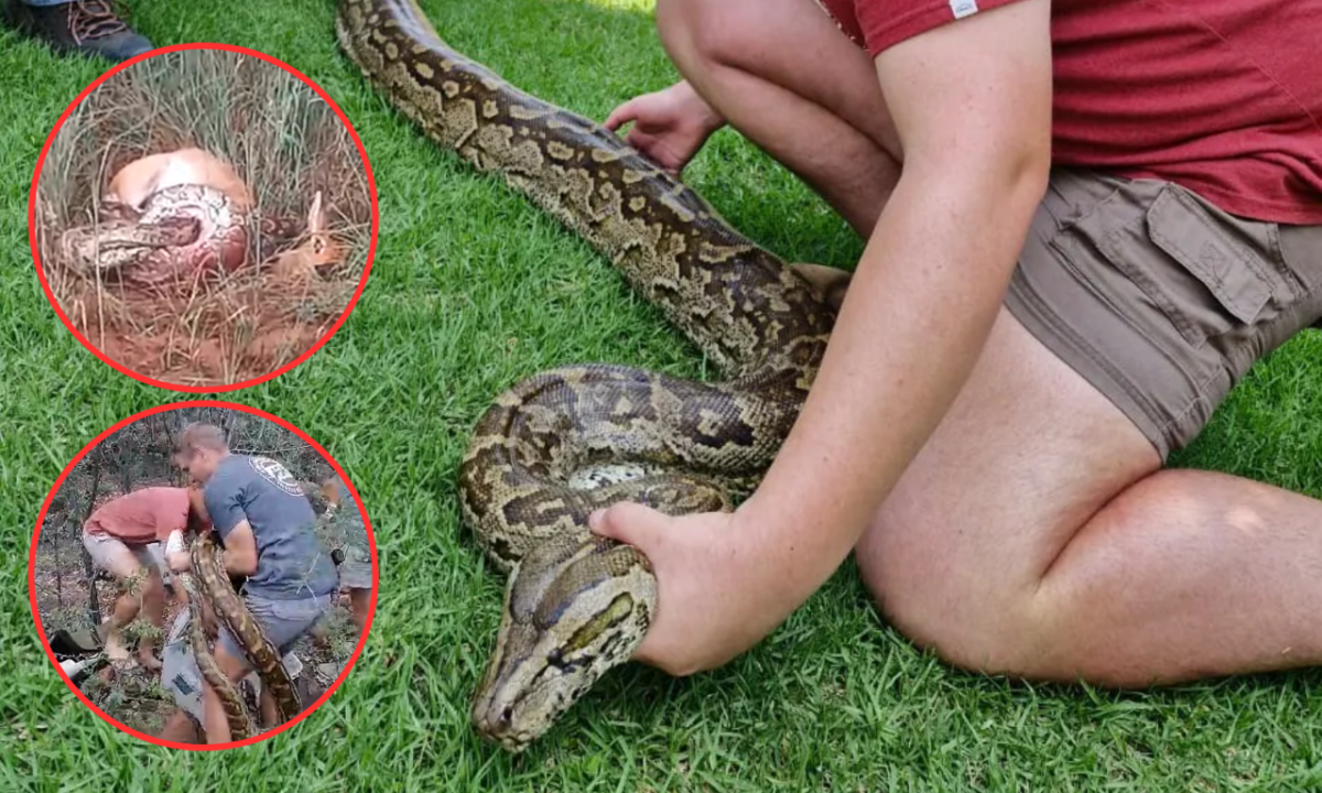 Video: Luislang sluk Brits-inwoners se hond in - LNN - Network News
