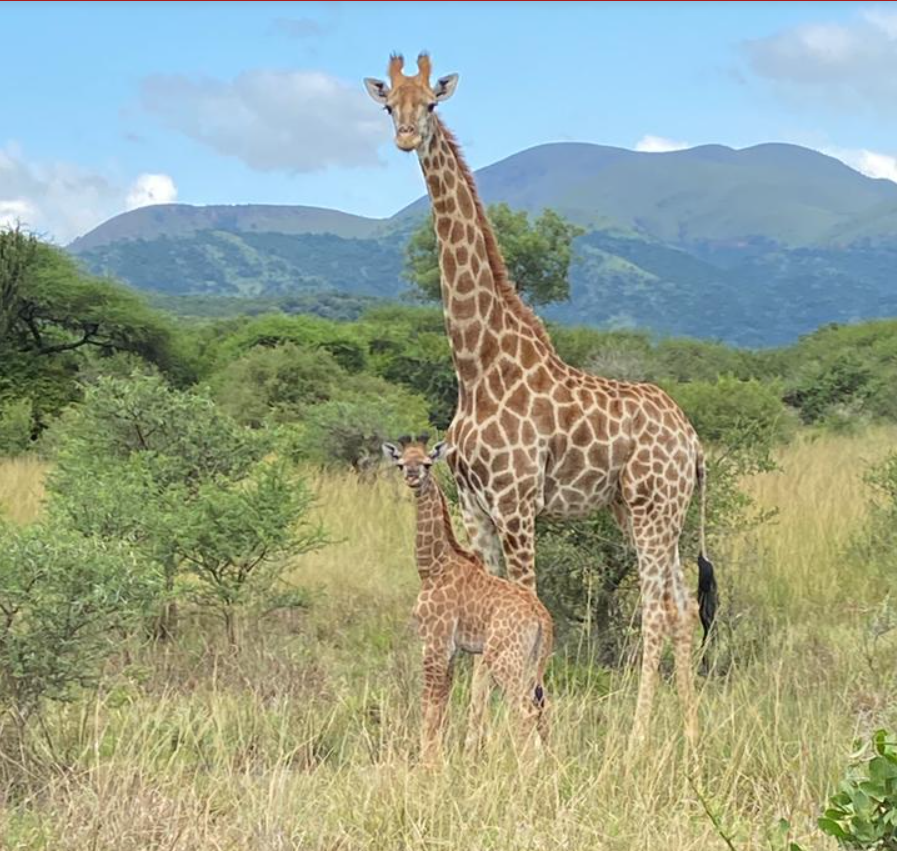 Barberton couple recover steadily after Valentine’s Day giraffe attack ...