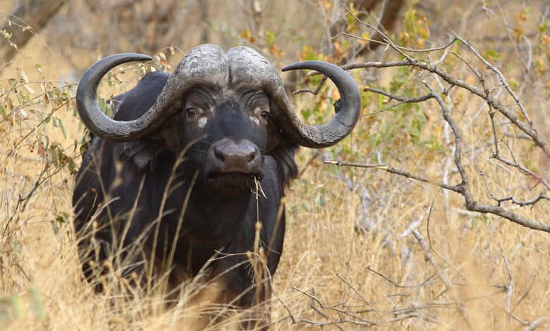Field ranger wounded by buffalo in Kruger National Park - LNN - Network ...