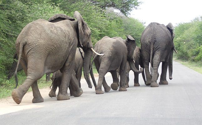 Drought in southern Africa: Zimbabwe, Namibia to cull elephants to feed ...