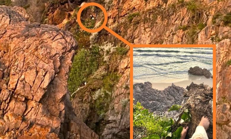 Model rescued from Western Cape cliff after baboon steals her bag - LNN ...