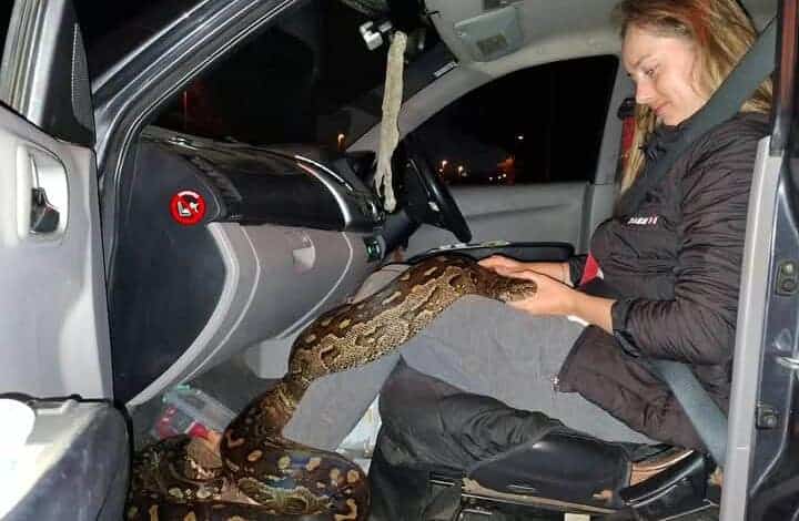 3m python stuck in electric fence rescued in KZN - LNN - Network News