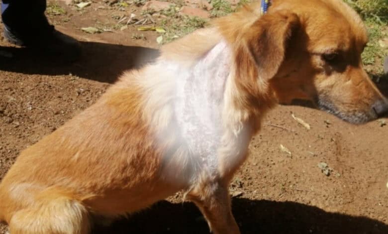 Boiling water poured on dog ‘to spite owner’ – Bloemfontein SPCA - LNN ...