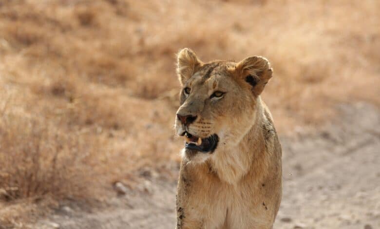Lion escapee guided back to Hluhluwe-iMfolozi Park - LNN - Network News