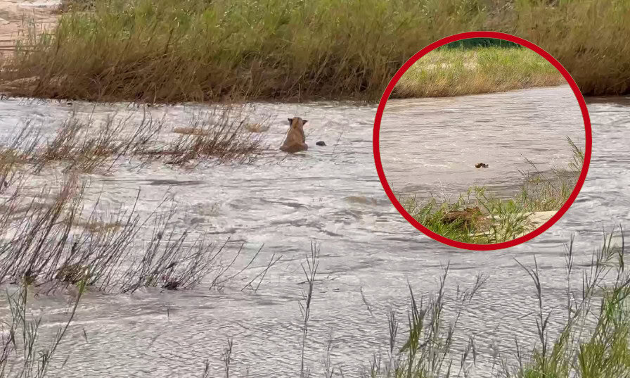 Watch: Brave lioness saves cub from flooding river | Network News
