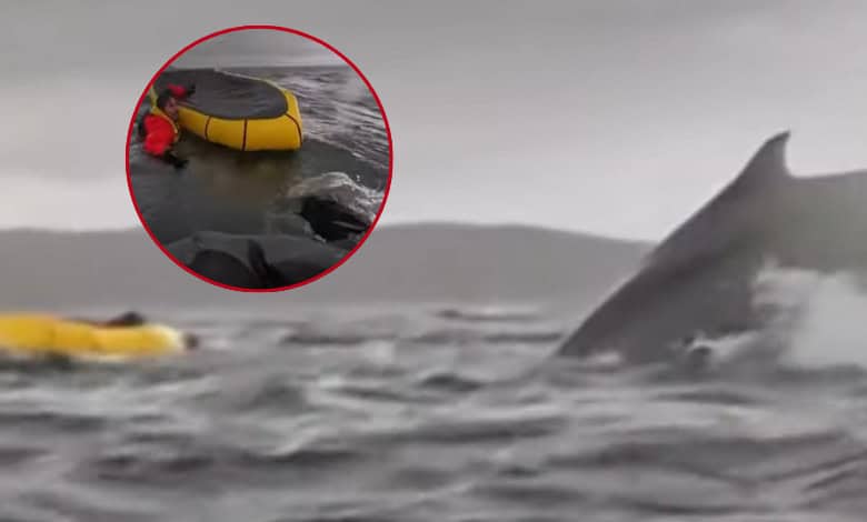 Watch: Kayaker survives dramatic whale encounter – swallowed and spat ...