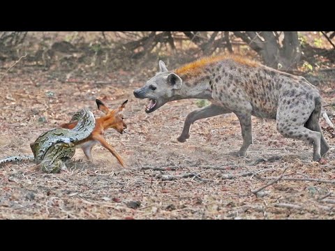Watch: Hyena and python go to battle over baby impala | Network News