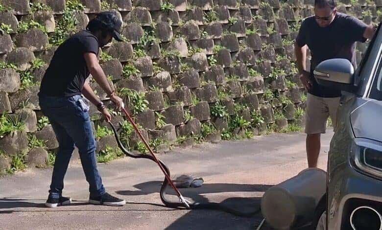 Killer black mamba was ‘as strong as a python’, says KZN snake catcher ...