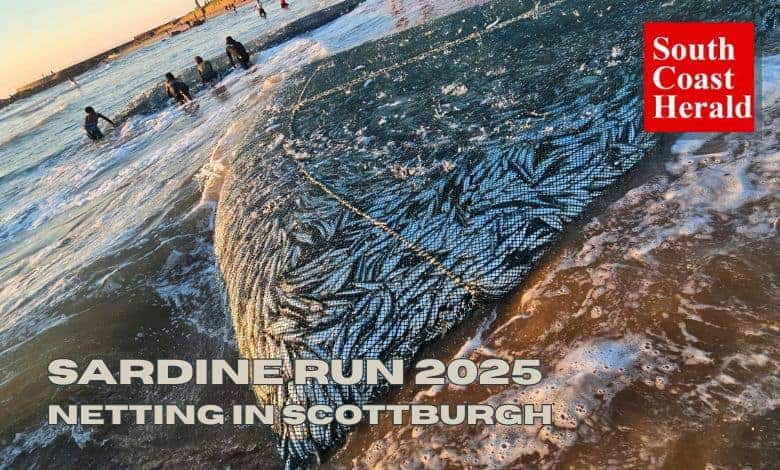 Sardine Run 2025: Scottburgh beach buzzing with netting action - LNN ...