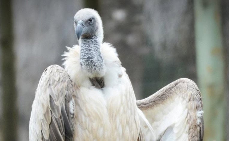 Worst mass vulture killing in Mpumalanga Lowveld history: Poisonings ...