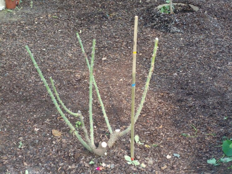 5 Frequently asked questions about rose pruning | Network News