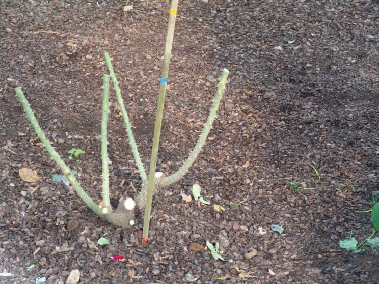 5 Frequently asked questions about rose pruning | Network News