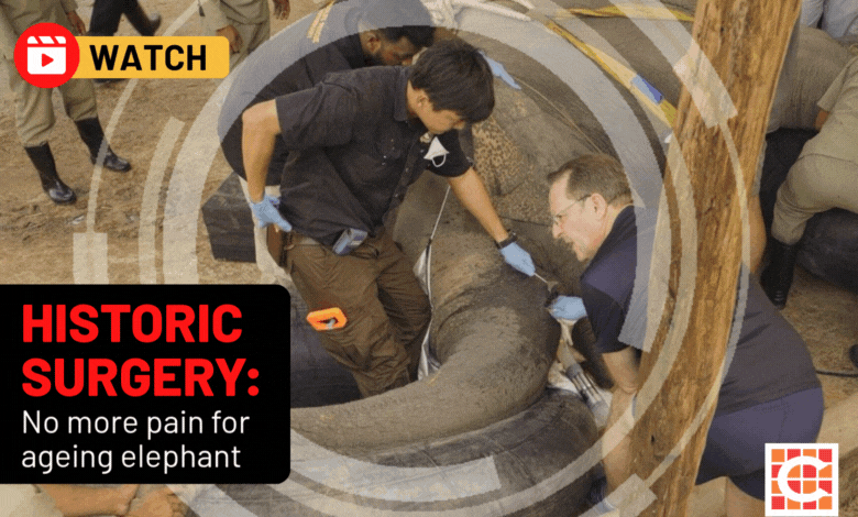 Watch: Groundbreaking elephant tusk extraction in Cambodia led by UP ...