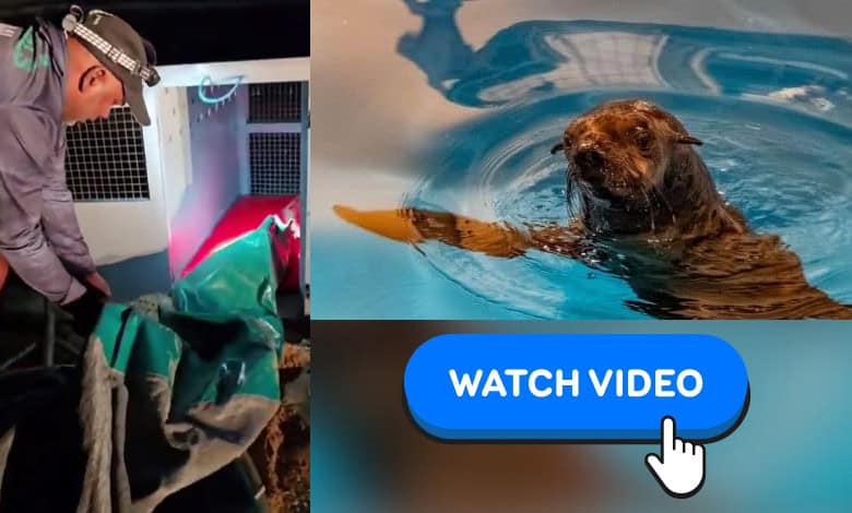 Watch: ‘Captain Hook’ the seal recovering in Durban after bait-stealing ...