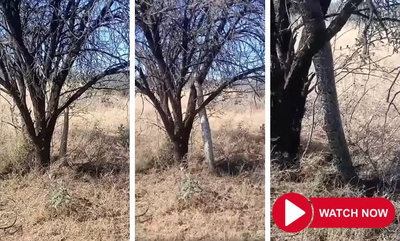 Watch: Farmer, citizens react in true SA-fashion as python climbs tree ...