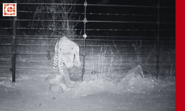 Watch: Leopard caught slipping through Hoedspruit fence | Network News