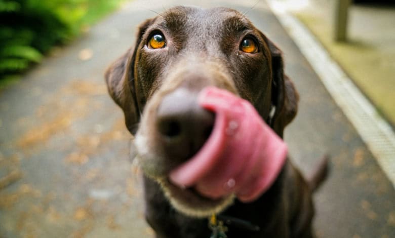 What Omega-3 & 6 really do in your pet’s food - especially for ...