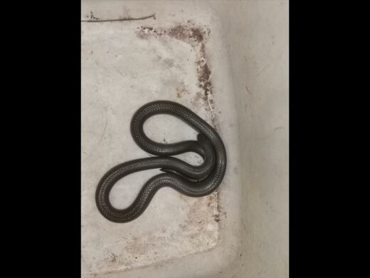 KZN brothers bitten by venomous stiletto snake - LNN - Network News