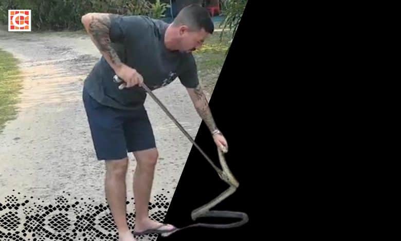 Watch: Tricky forest cobra catch for Richards Bay snake handler | Network News