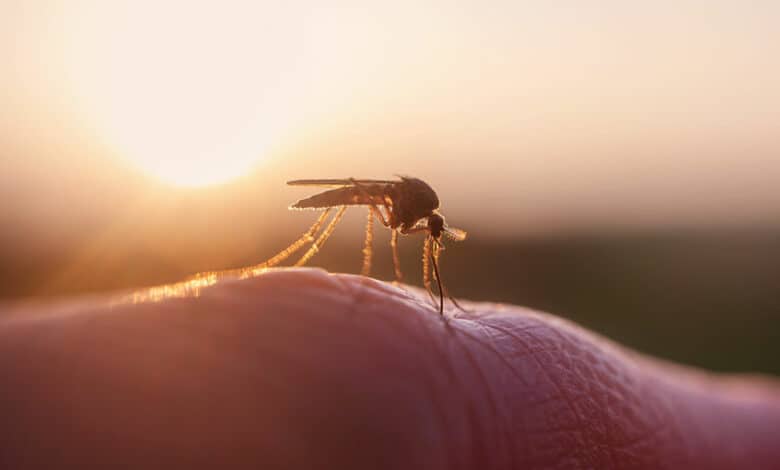 Malaria warning issued after Free State man dies - LNN - Network News