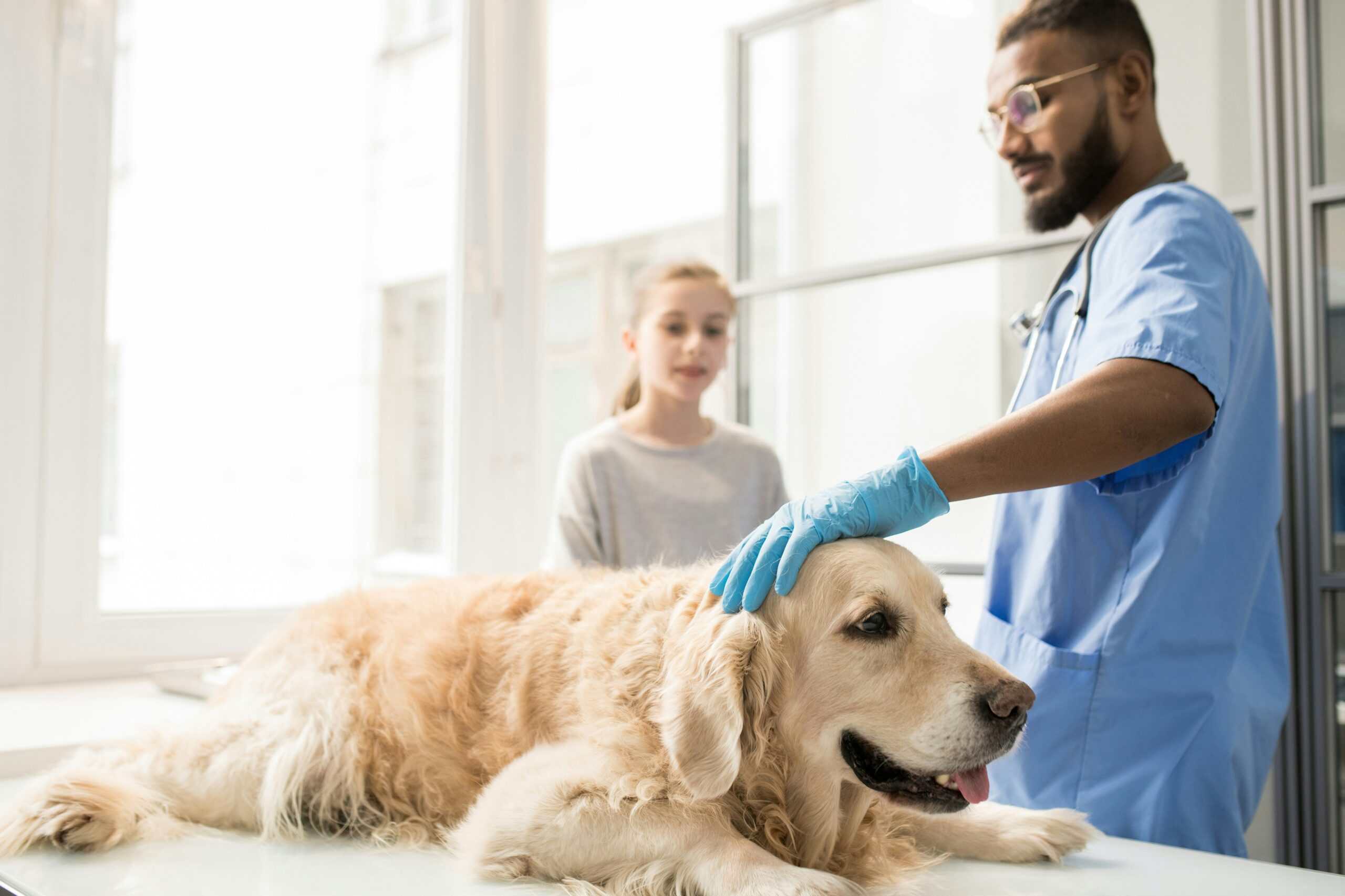 7 common pet questions answered - and when to call your vet | Network News