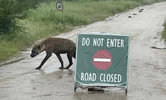 Kruger National Park visitors warned to be mindful of predicted ...