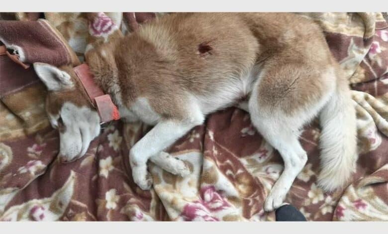 Standerton family shattered after pet dog’s fatal shooting - LNN ...