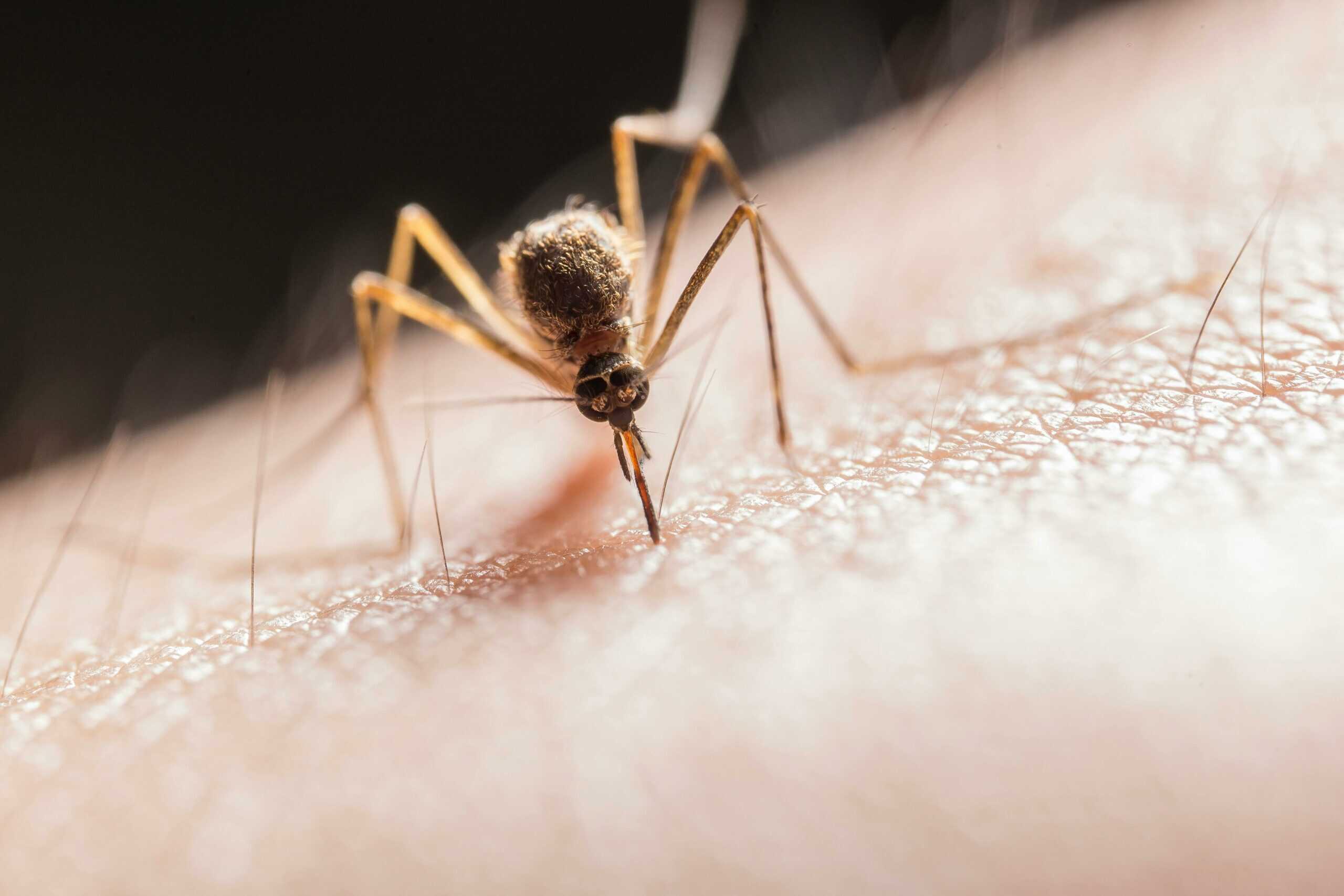 Malaria alert for Mpumalanga after flooding - LNN - Network News
