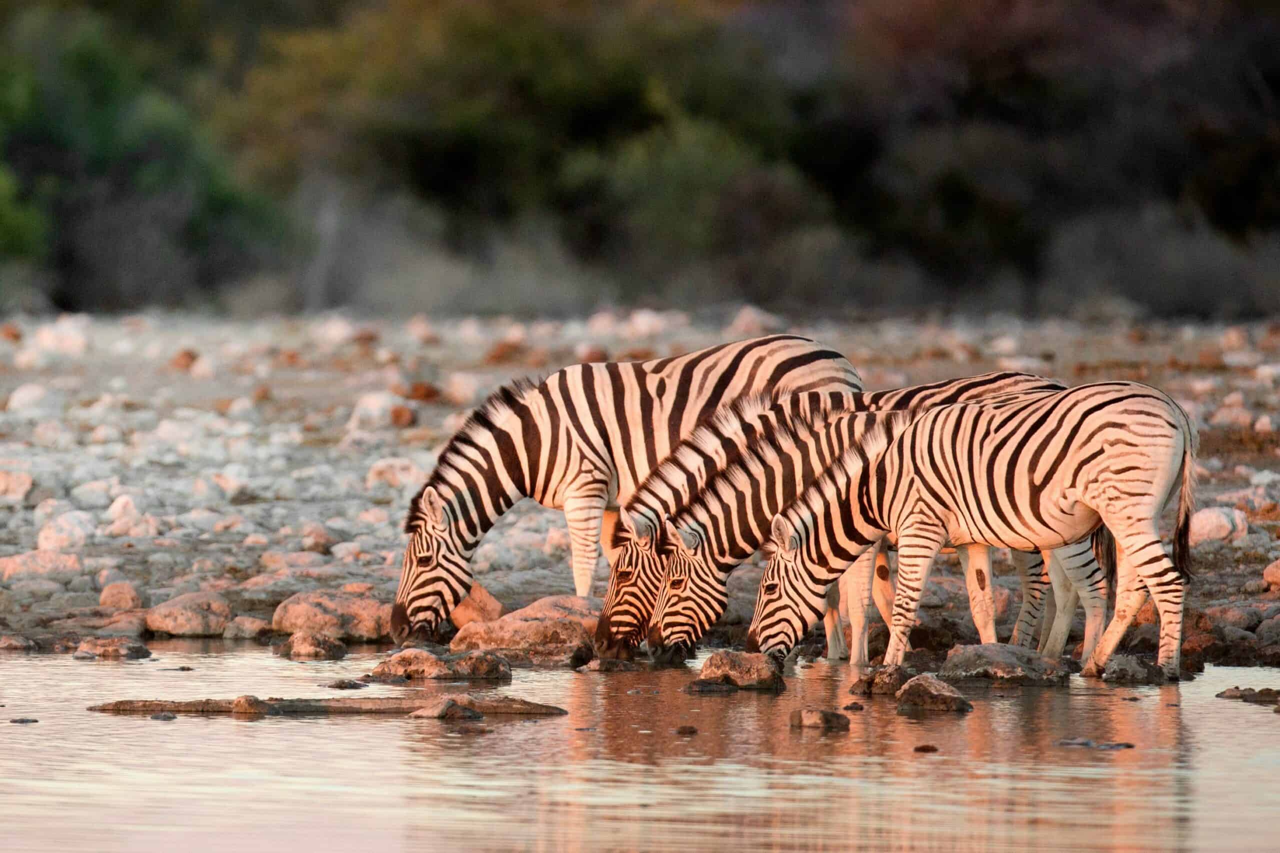 Summer vs winter: Find the perfect time for a bush escape | Network News