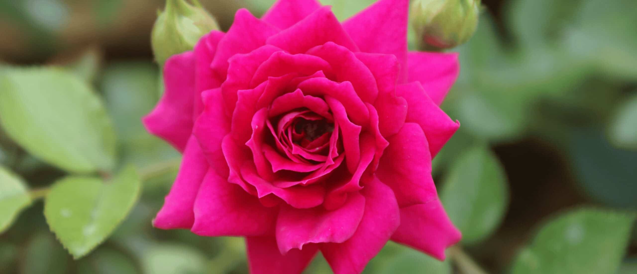 Petite perfection of mini roses | Network News