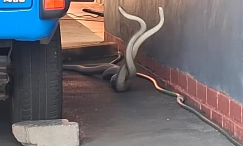 Watch: Black mamba males locked in combat over female in Durban ...