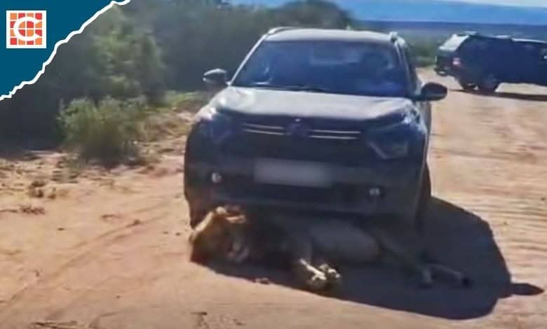Watch: Visitors fear the worst after spotting injured lion in Eastern ...
