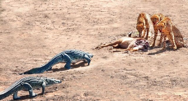 Crocodiles scare off hungry cheetahs, feast on their prey | Soweto Urban