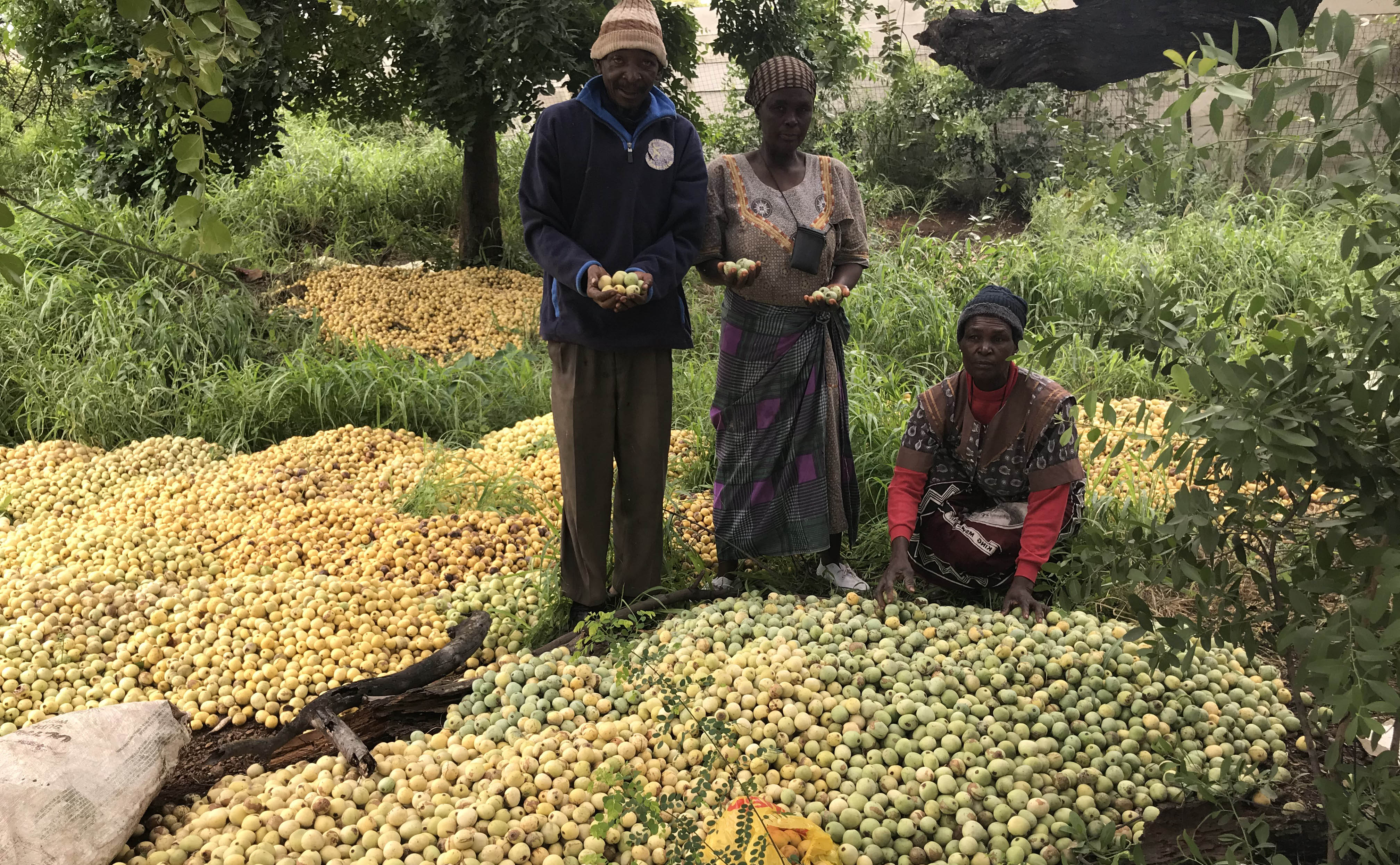 Phalaborwa: Marula fruit a source of income | Letaba Herald