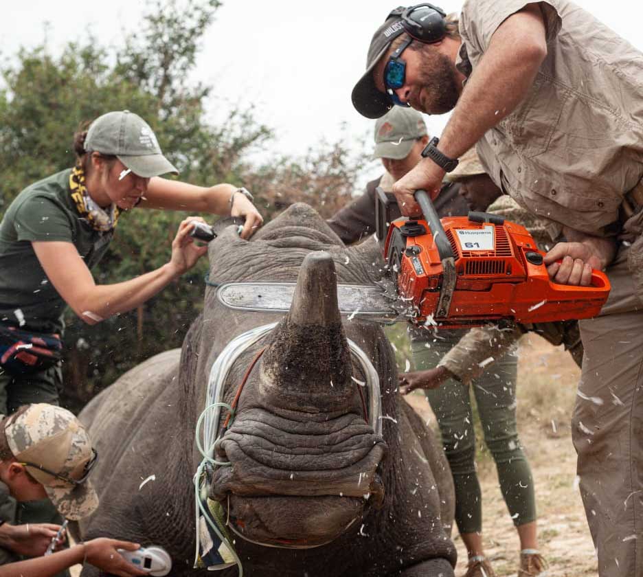 Rhinos dehorned successfully at nature reserve to prevent poaching ...