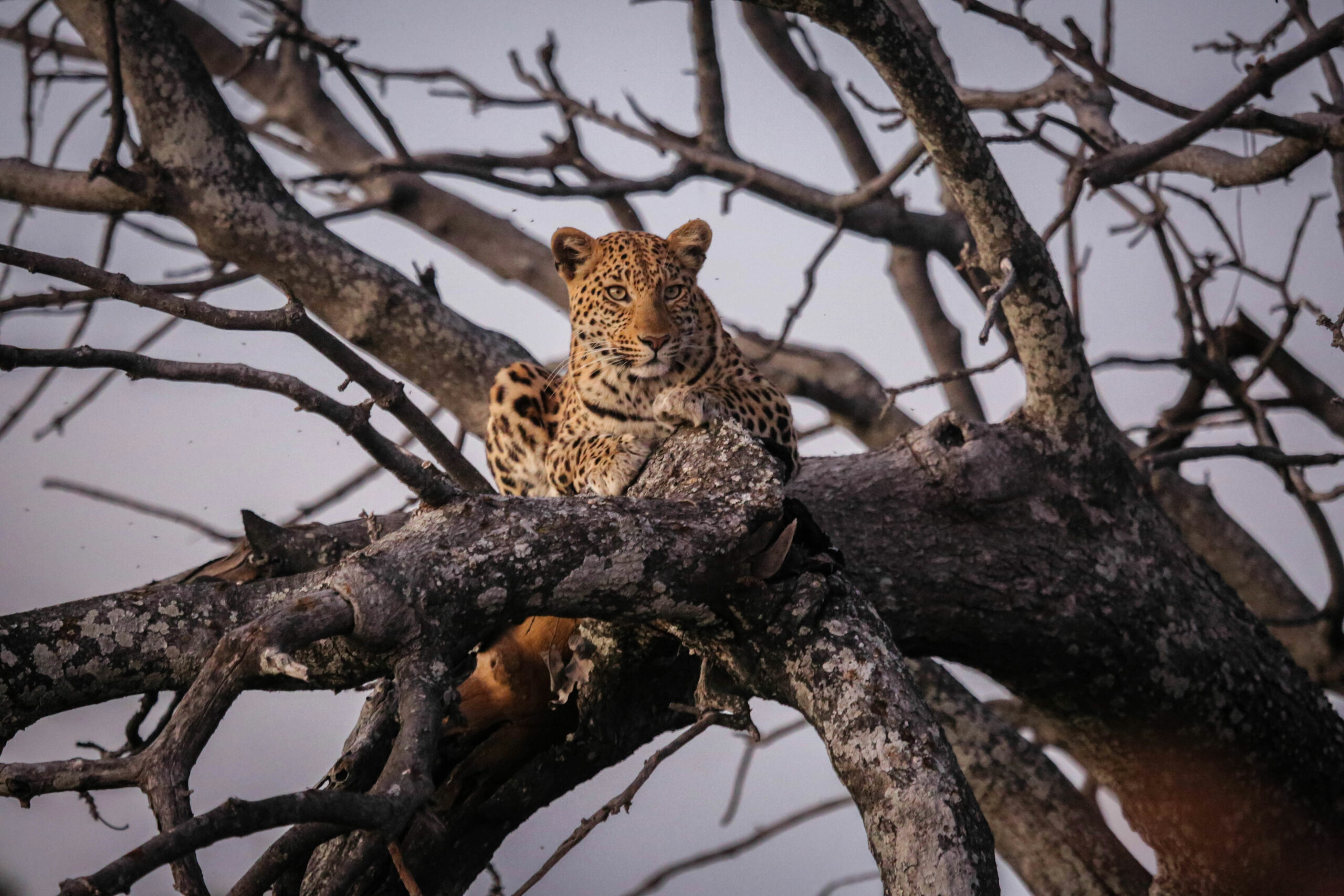 Servonnat launches a crowdfunding campaign to monitor leopards | Letaba ...