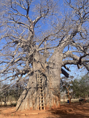 Foundation saves historic baobab tree | Letaba Herald