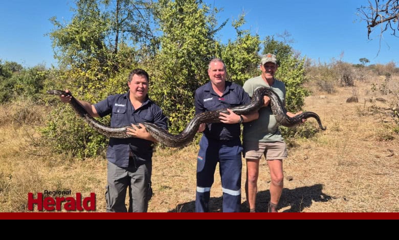 Phalaborwa warned as snake activity increases | Letaba Herald