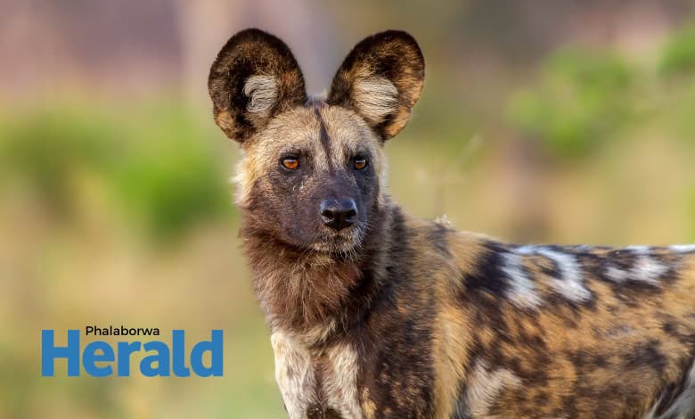 African wild dogs in focus at Phalaborwa event | Letaba Herald