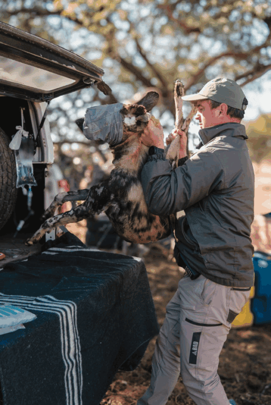 African wild dogs in focus at Phalaborwa event | Letaba Herald