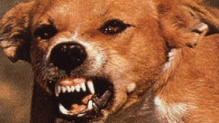 Rabies – Know the facts | Carletonville Herald